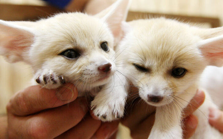 HOME | Fennec Fox Pet